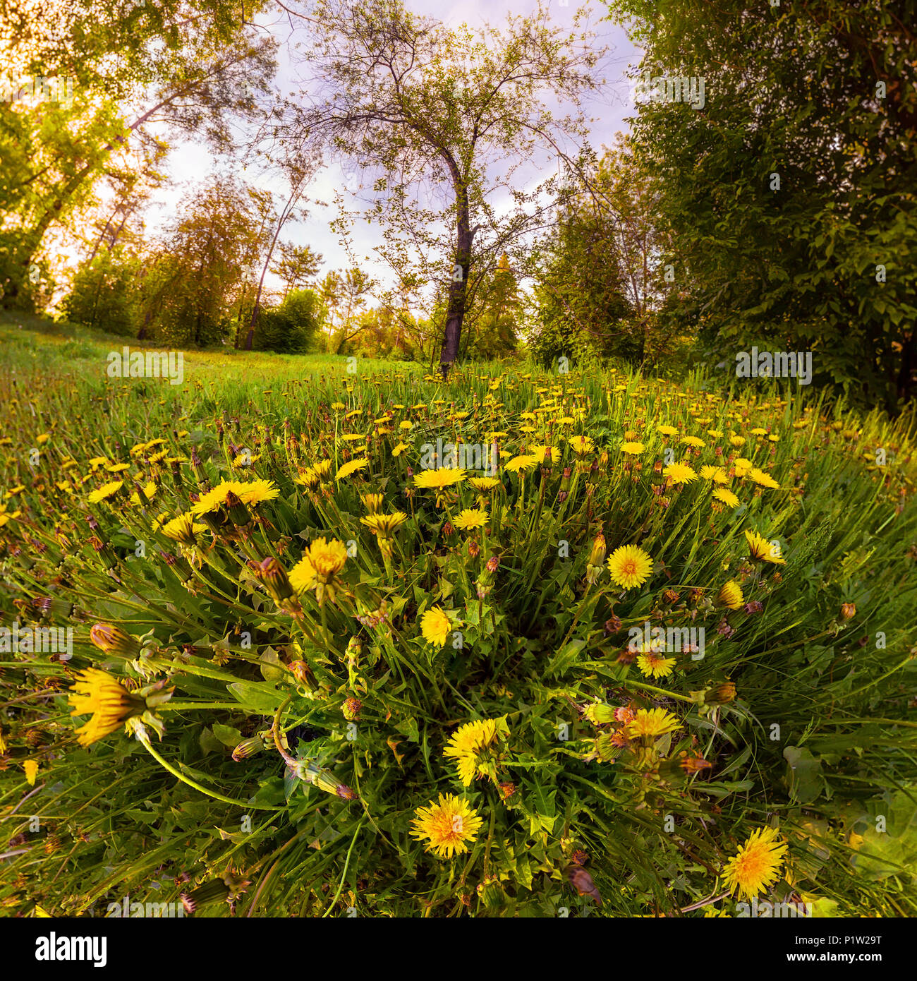 Field of yellow dandelions in a green forest at sunset. Panorama Stock ...