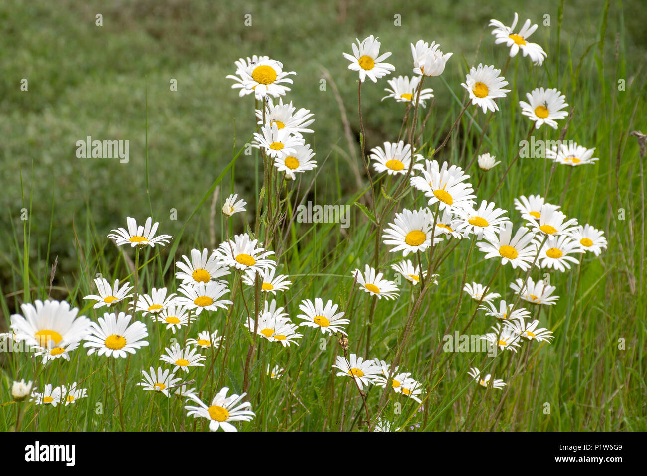 Large group of wild daisies with green background Stock Photo - Alamy