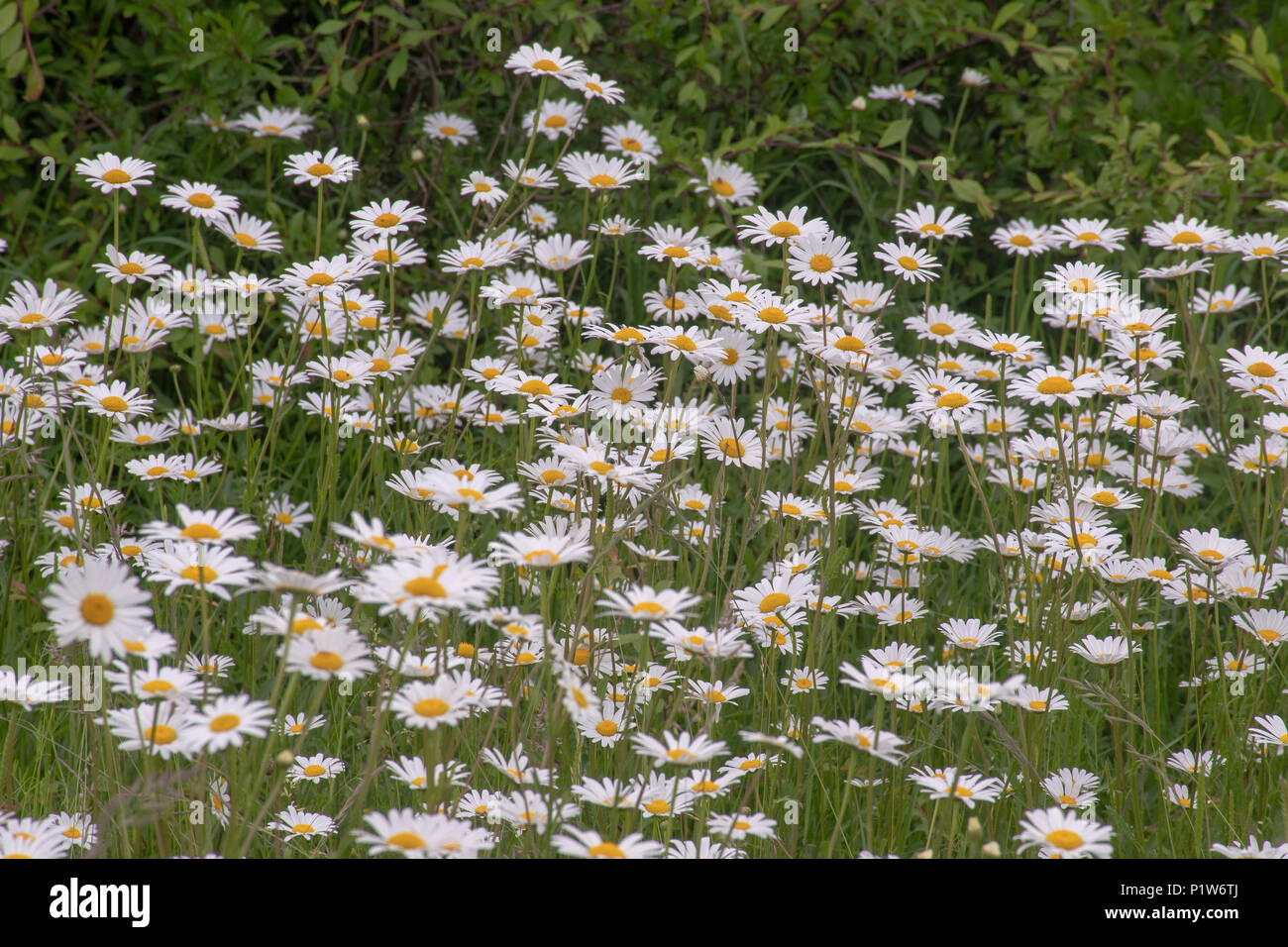 Large group of wild daisies Stock Photo - Alamy