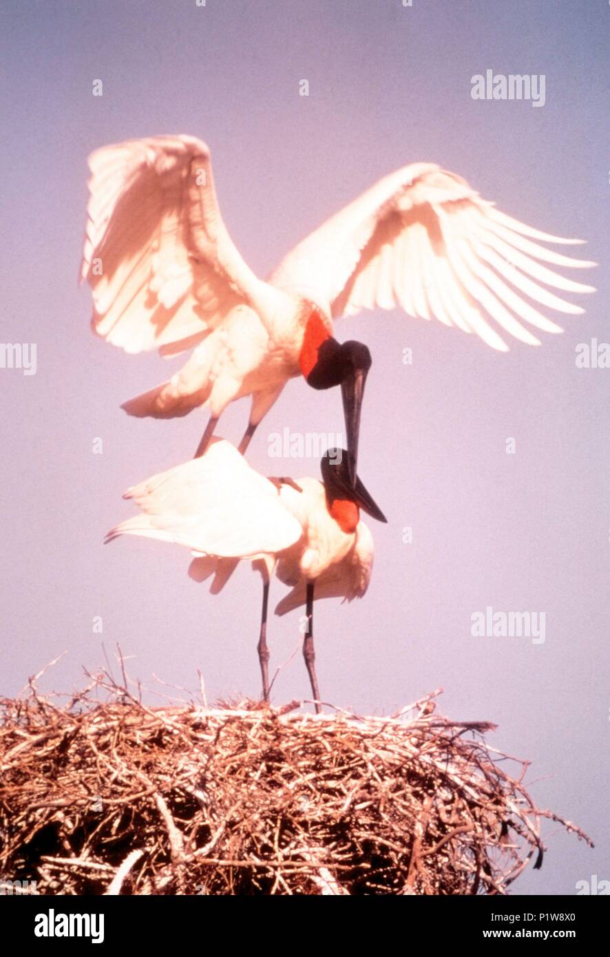 Original Film Title: BIRDS DO IT. English Title: BIRDS DO IT. Film ...