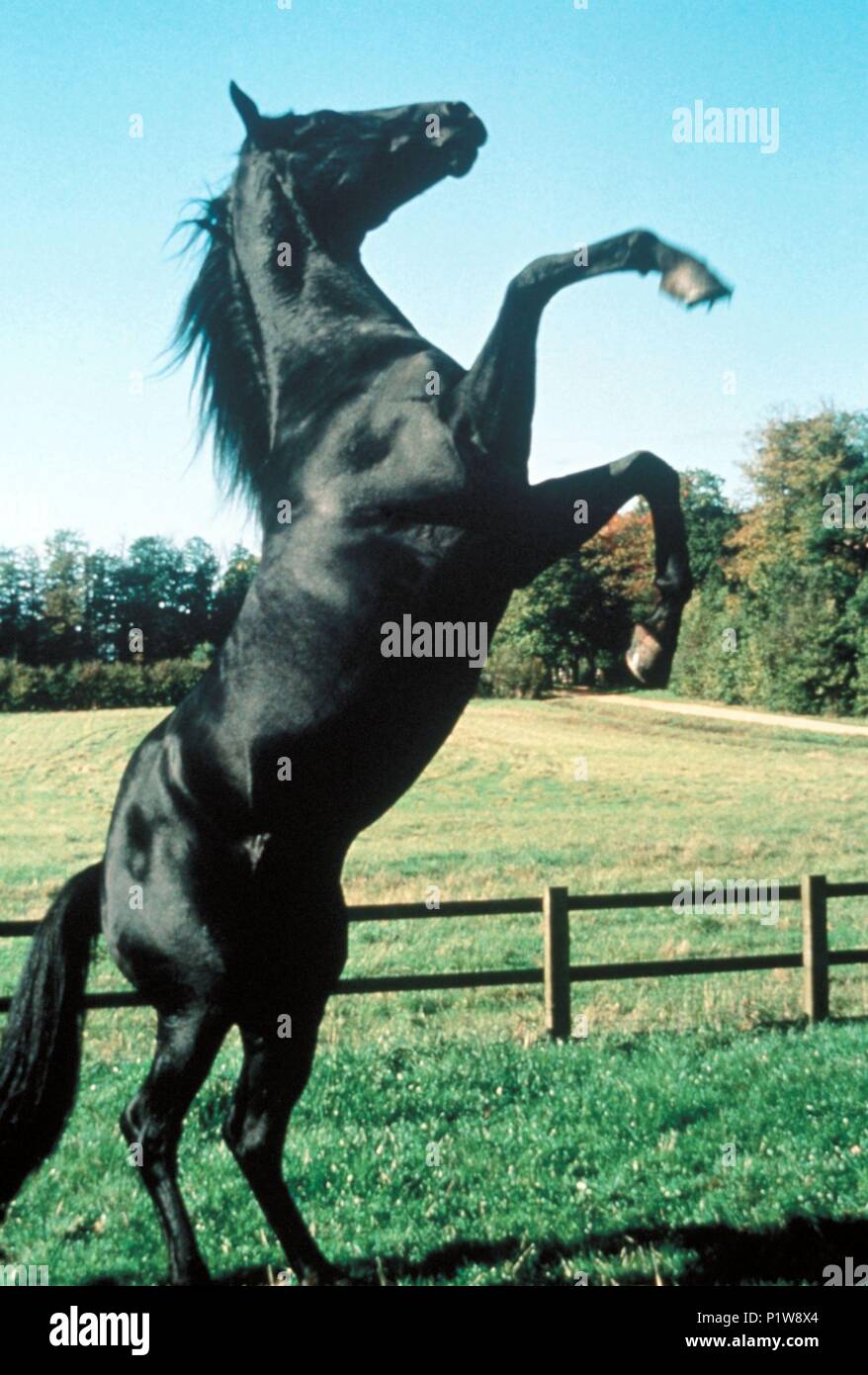 Black beauty film horse hi-res stock photography and images - Alamy