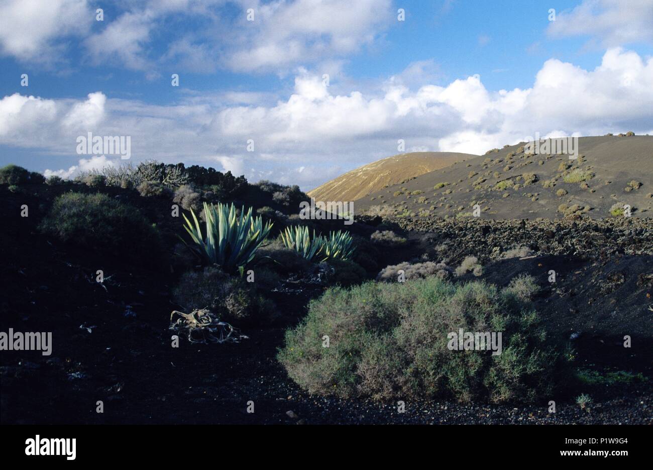 "Parque Nacional de Timanfaya" Natural Park; vegetation growth Stock ...