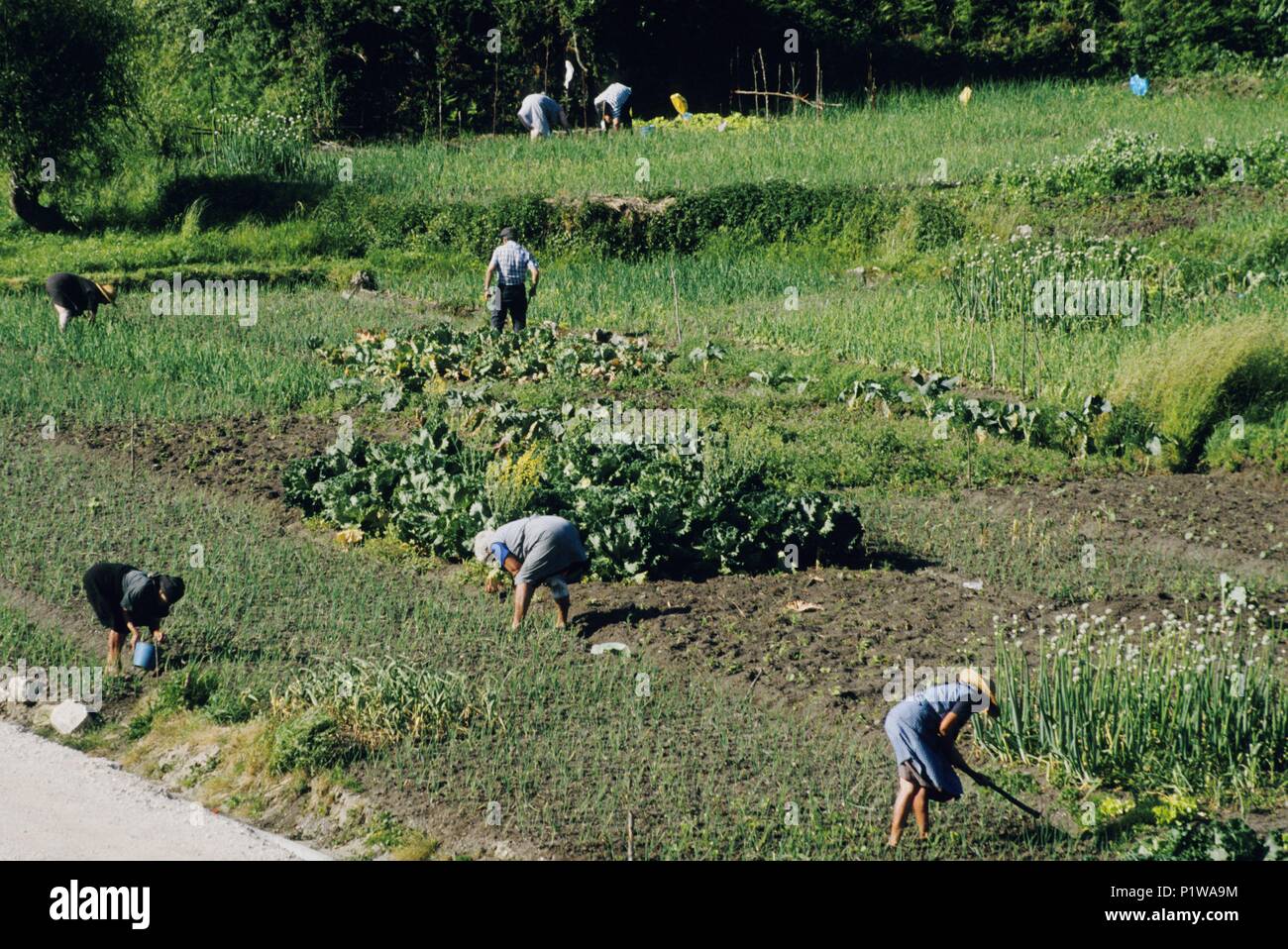 Peasants working hi-res stock photography and images - Alamy