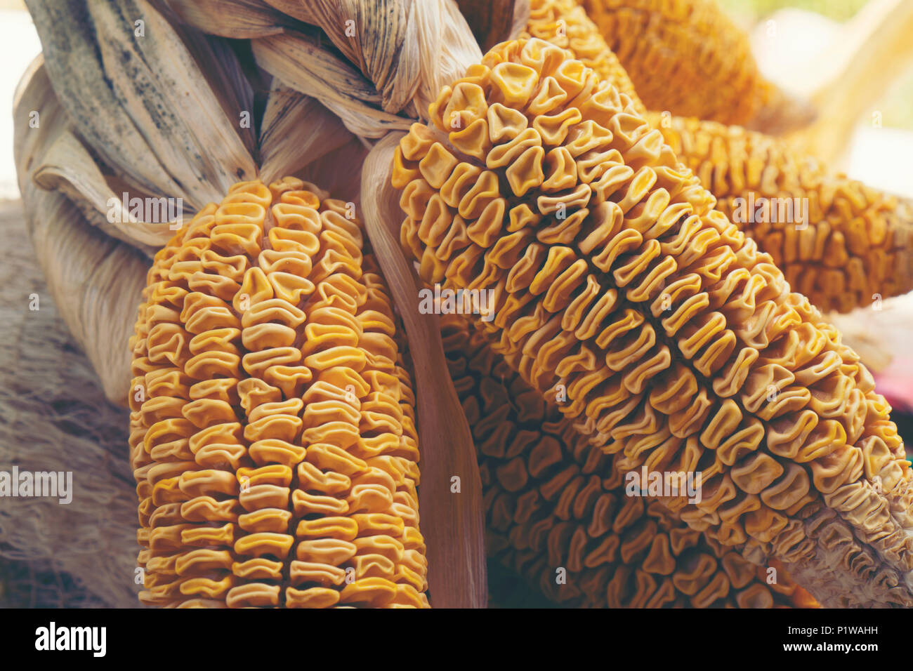 corn, vintage filter image Stock Photo - Alamy