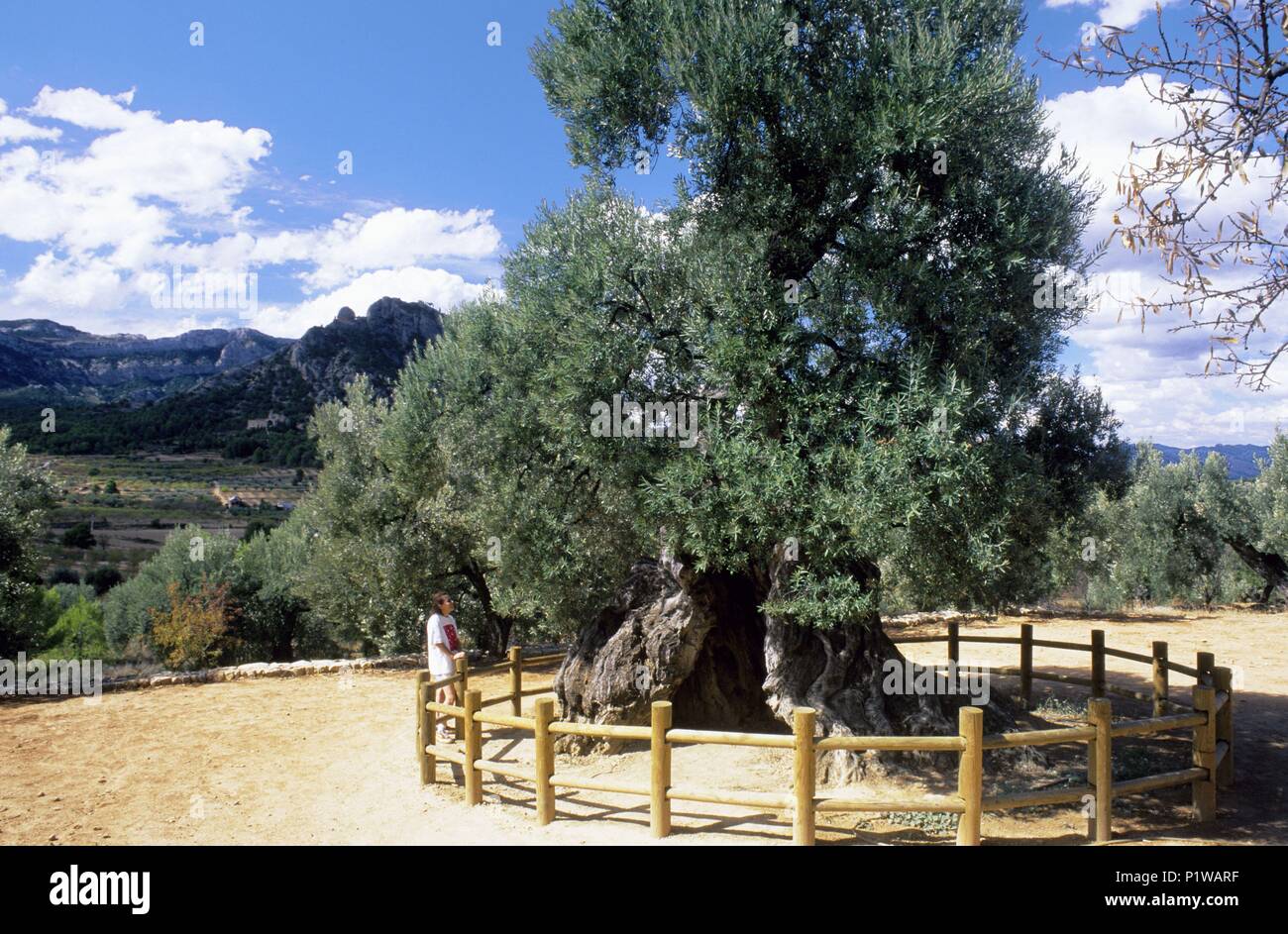Terra Alta: Horta de Sant Joan, millenary olive tree "Pare Perot ...