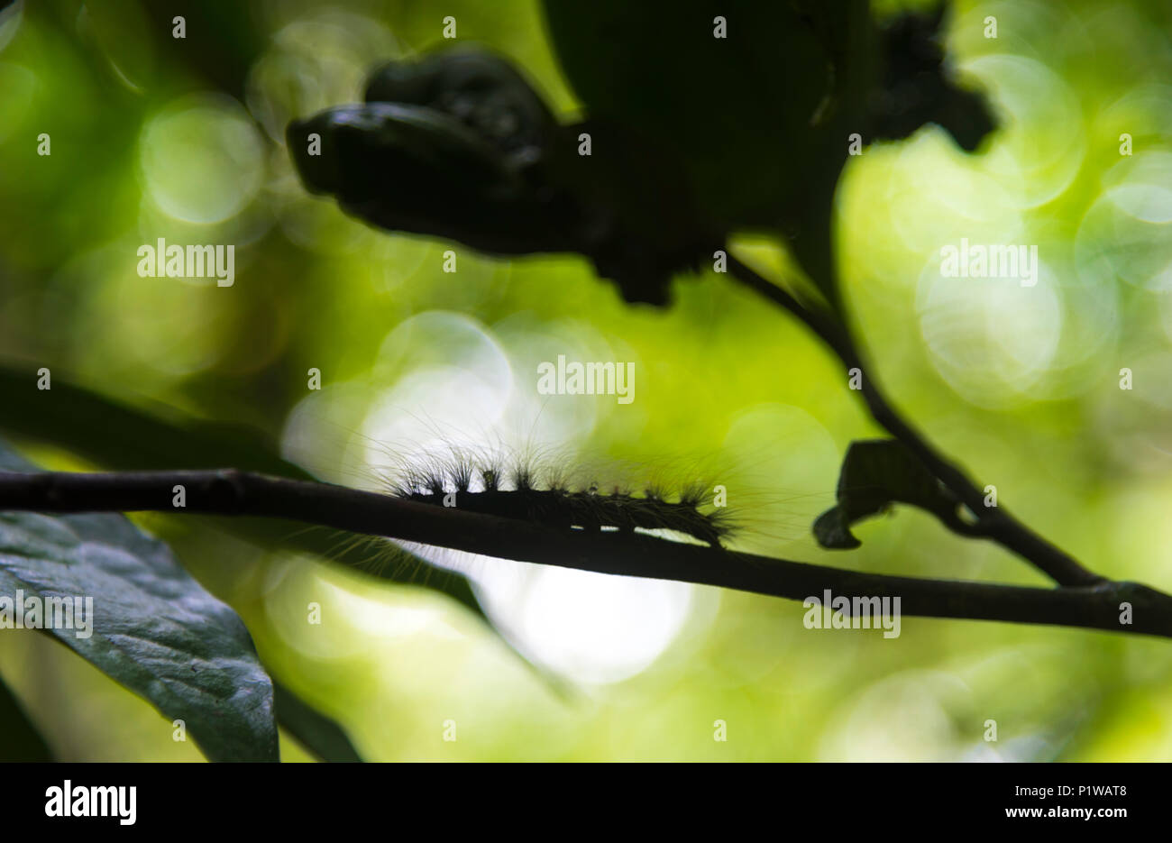 life in nature Stock Photo - Alamy