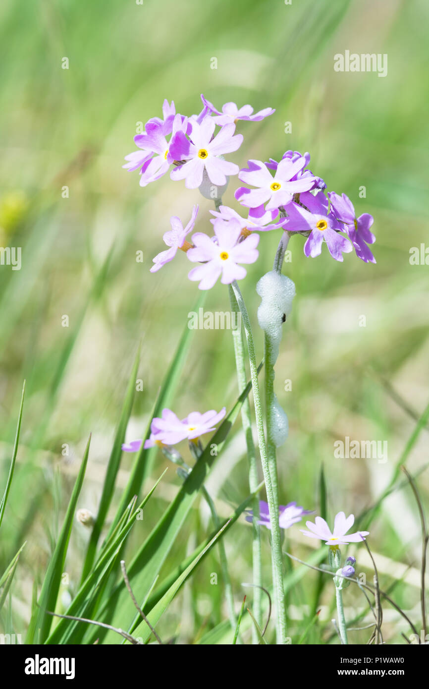 Birds eye primrose - primula farinosa Stock Photo - Alamy