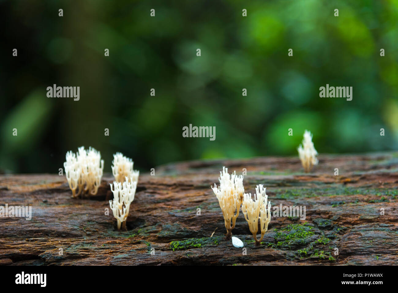 life in nature Stock Photo - Alamy
