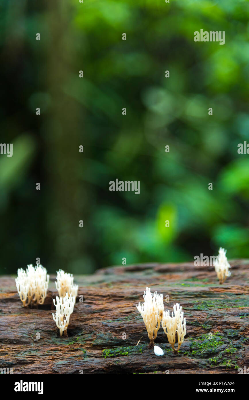 life in nature Stock Photo - Alamy