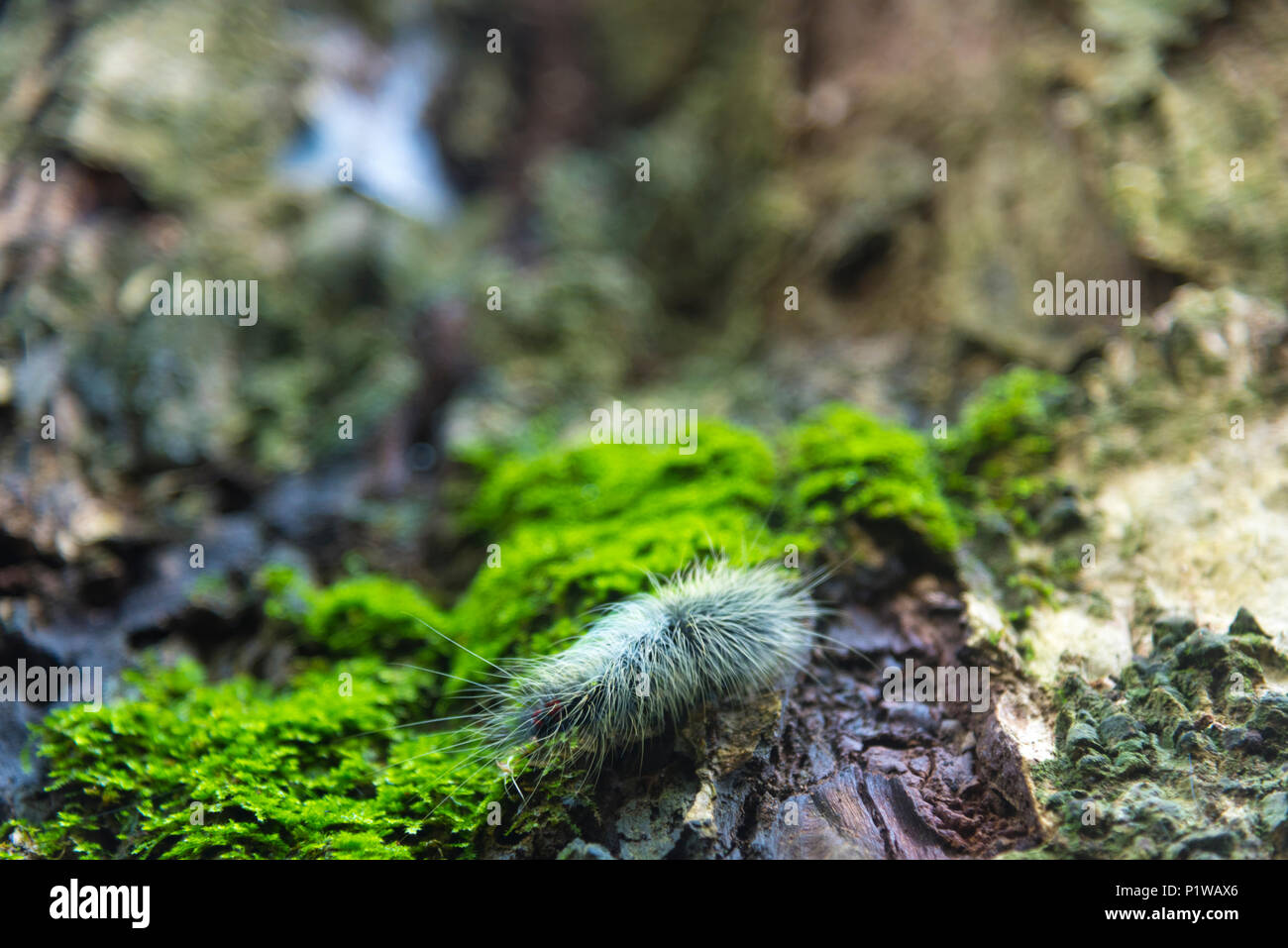 life in nature Stock Photo - Alamy