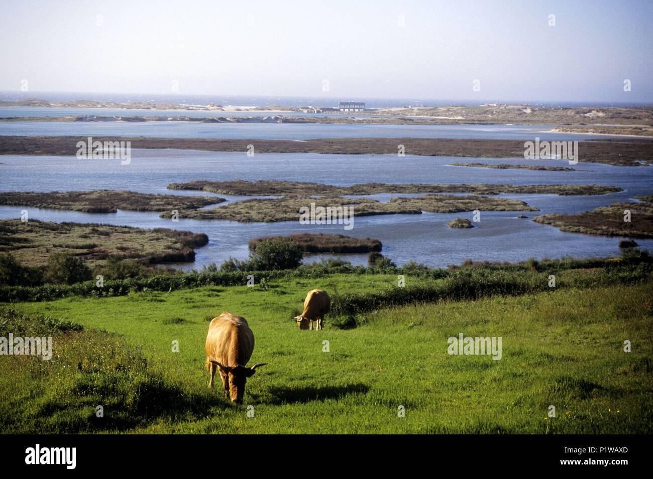 landscape / cattle next to Razo; "Costa de la Muerte" (Coast of Death ...