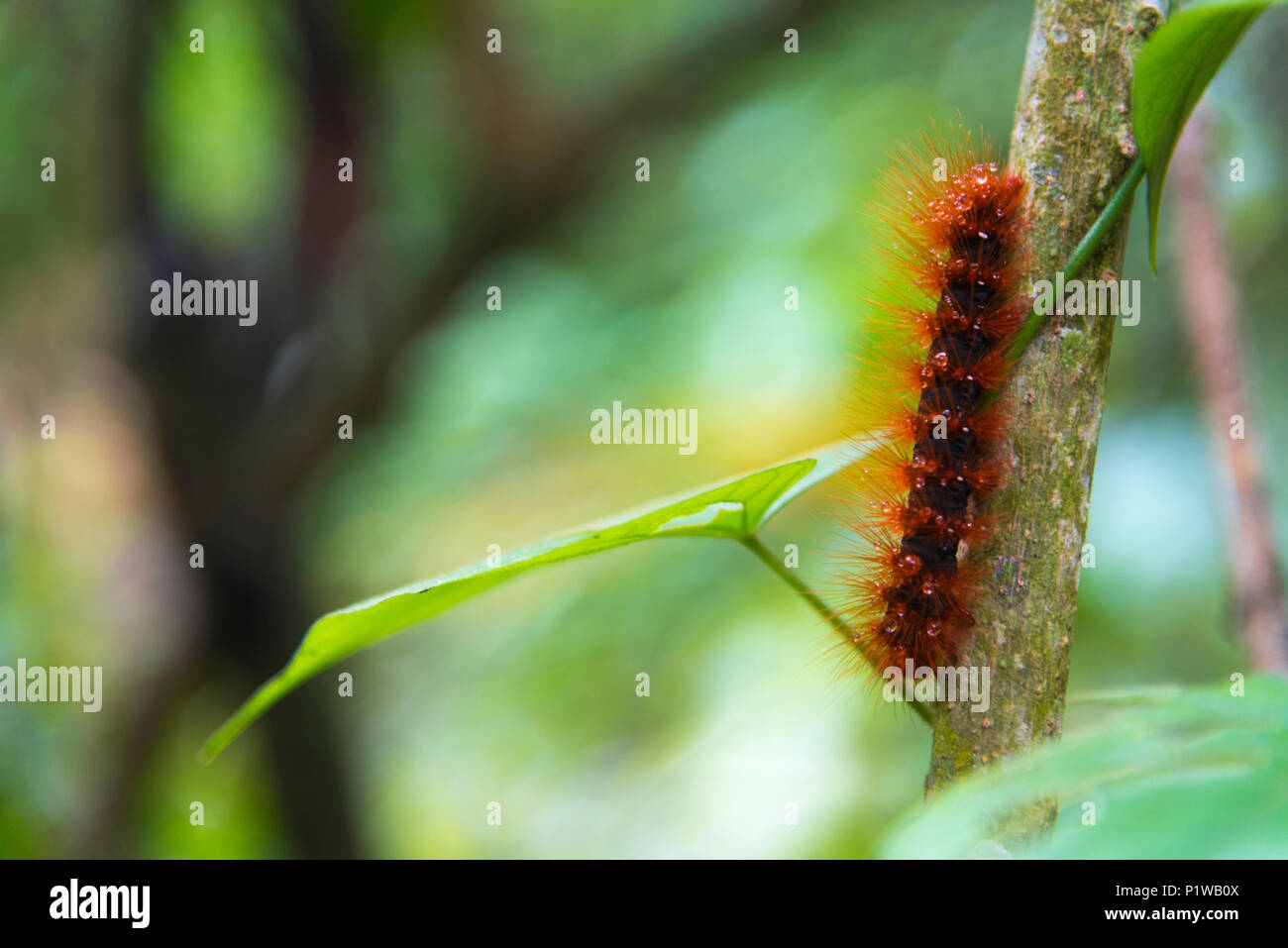 life in nature Stock Photo - Alamy