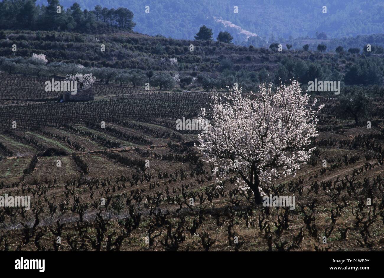 Priorat comarca hi-res stock photography and images - Alamy