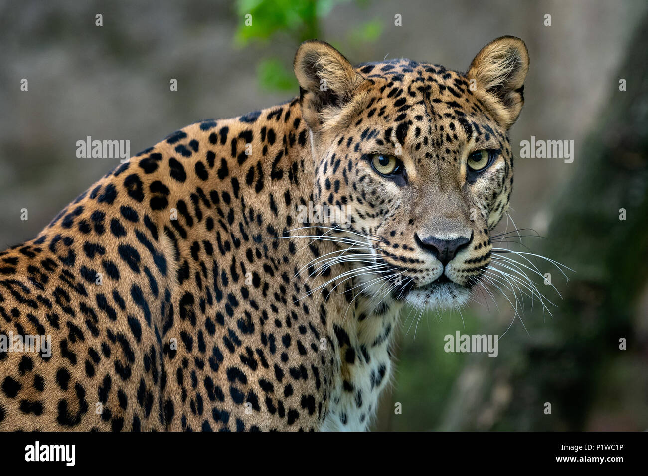 Ceylon leopard, Panthera pardus kotiya, Big spotted cat Stock Photo - Alamy