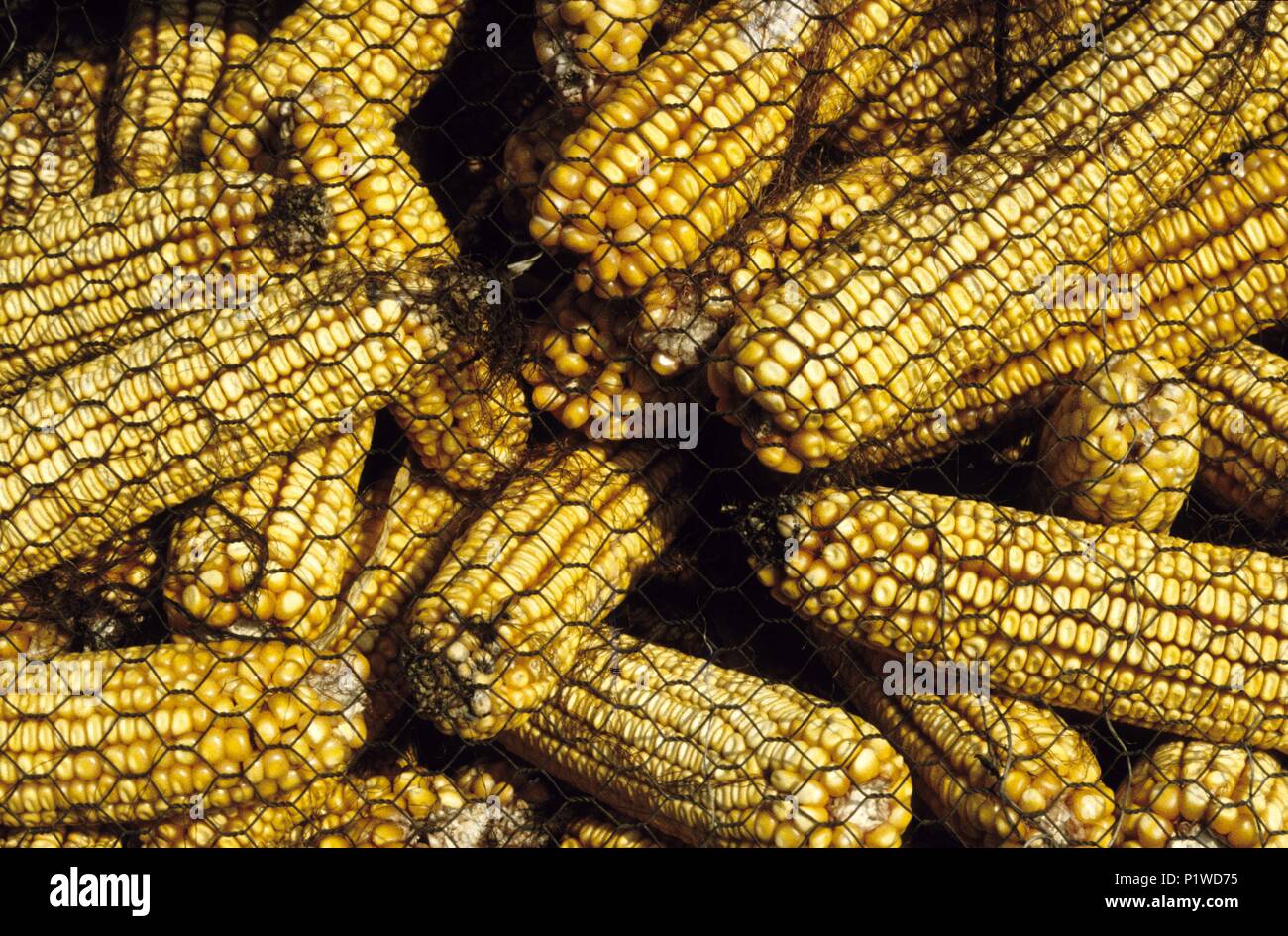 corn at the "Horreo Stock Photo - Alamy