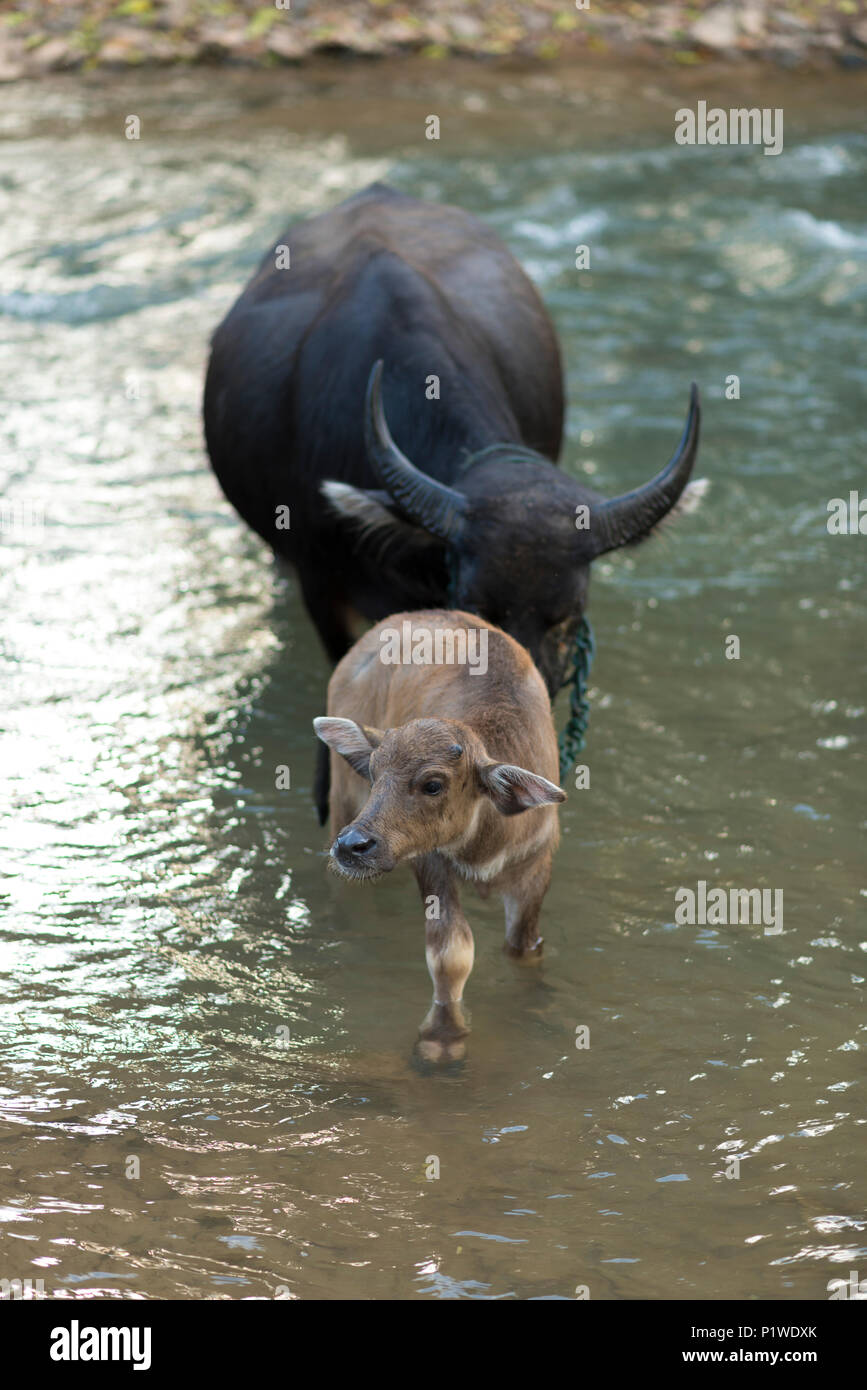 the water buffalo Stock Photo - Alamy