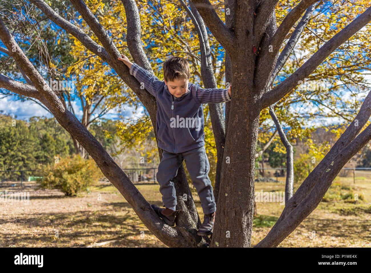 Small boy climbing a tree in Australia Stock Photo - Alamy