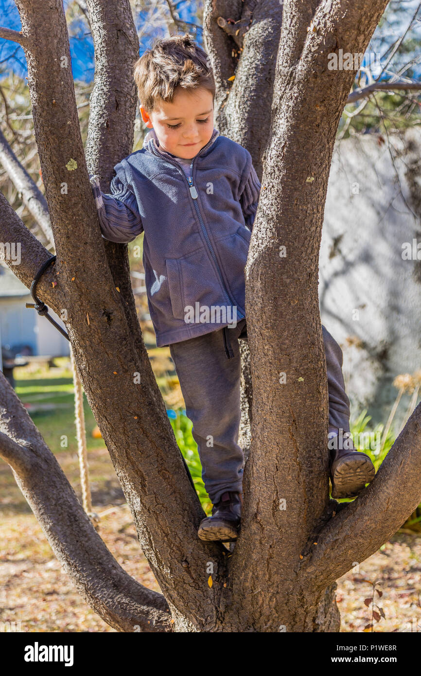 Small boy climbing a tree in Australia Stock Photo - Alamy