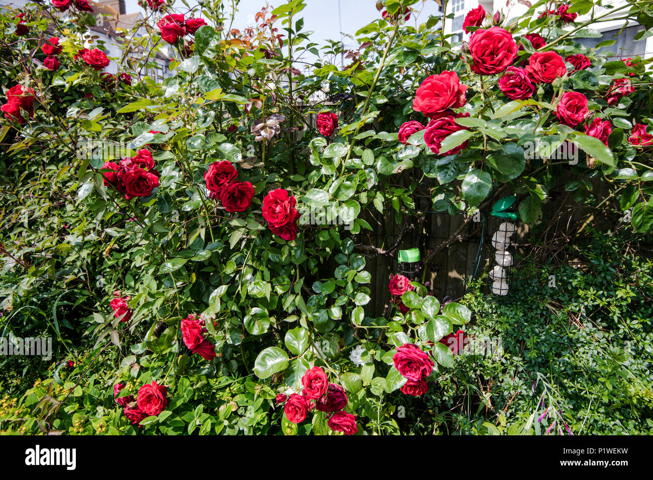 Rose display garden hi-res stock photography and images - Alamy