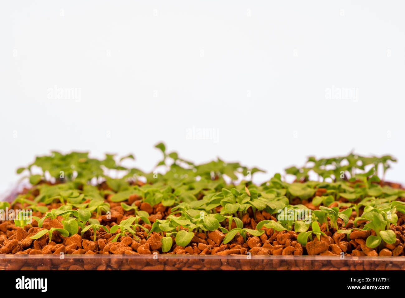 Young shoots of lettuce on white background Stock Photo - Alamy