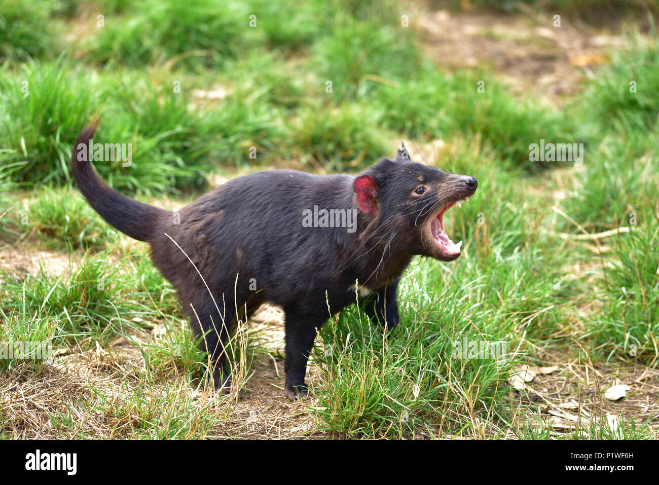 Tasmanian devil in tasmania australia hi-res stock photography and images - Alamy