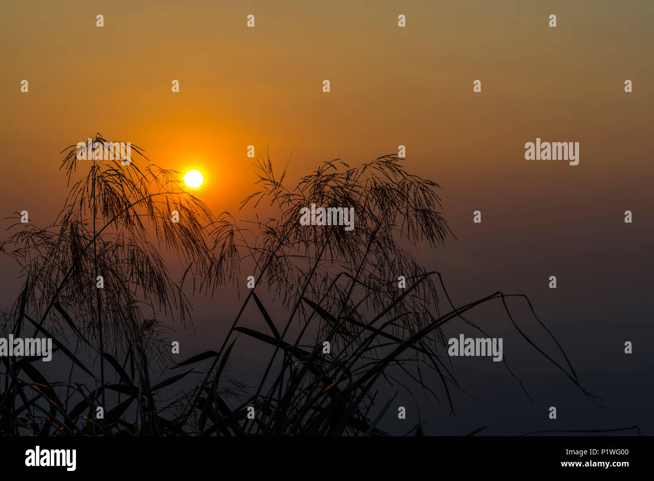 Pilok hi-res stock photography and images - Alamy