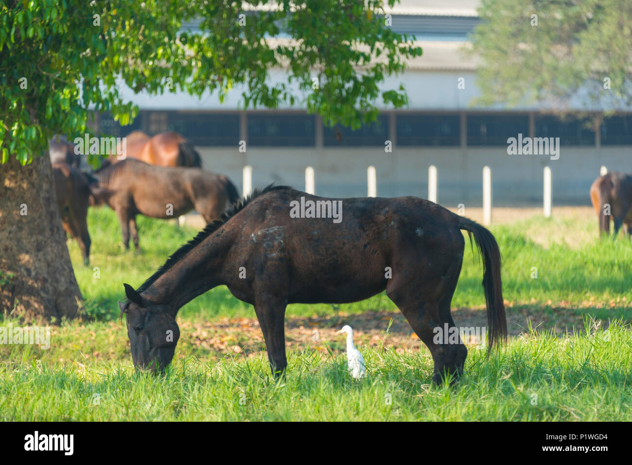 Group of three young horses on the pasture Stock Photo - Alamy