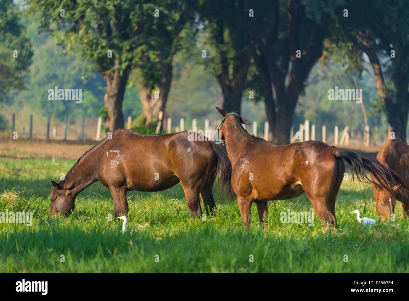 Group of three young horses on the pasture Stock Photo - Alamy