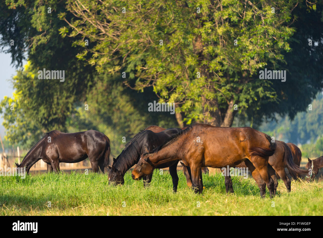 Group of three young horses on the pasture Stock Photo - Alamy