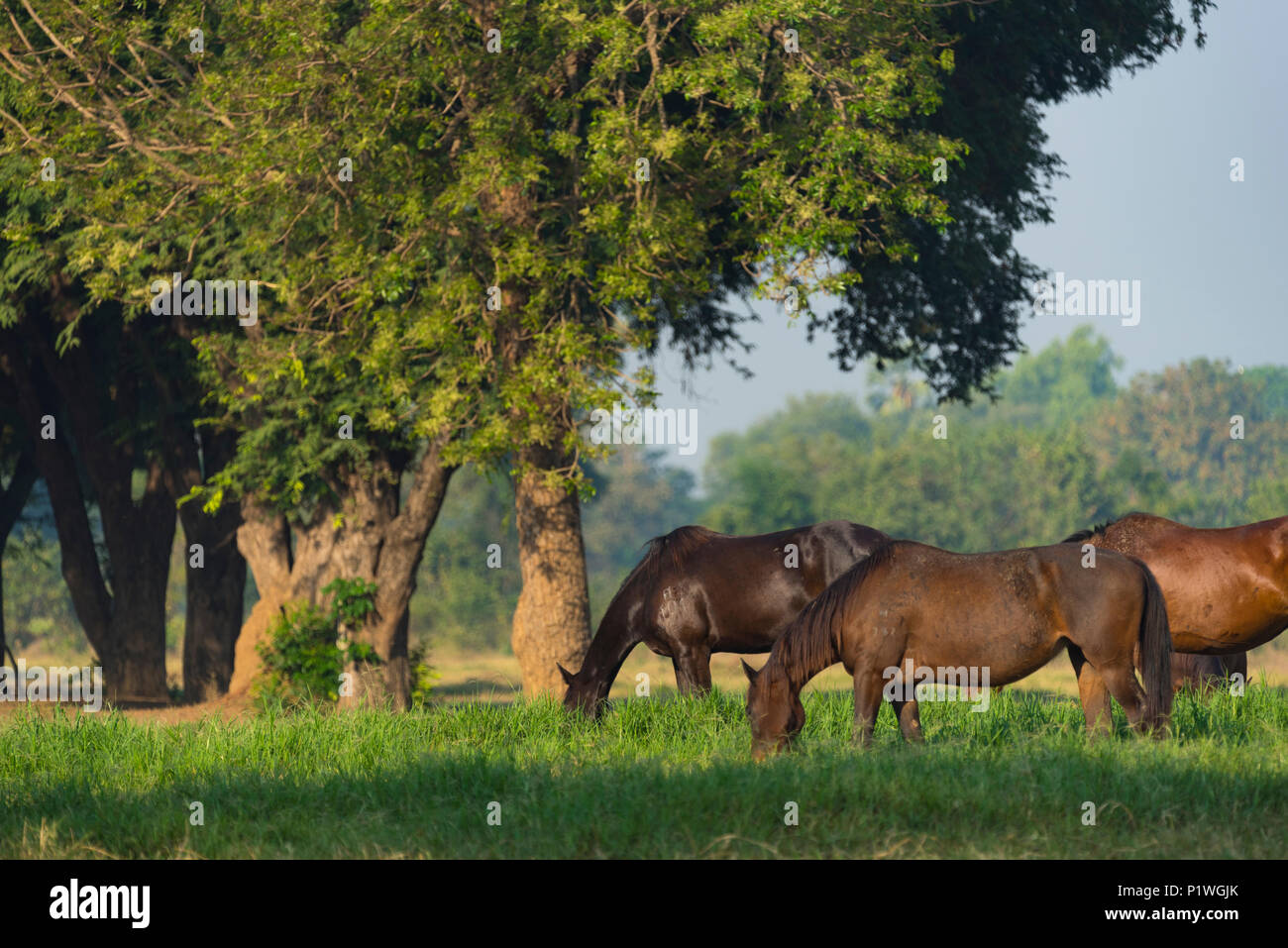 Group of three young horses on the pasture Stock Photo - Alamy