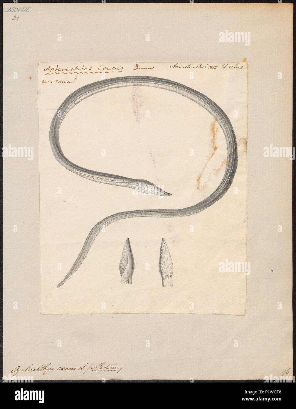 Ophichthys caecus hi-res stock photography and images - Alamy