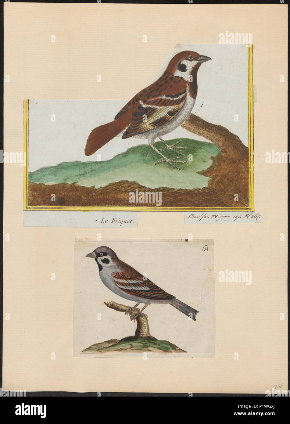 Passer montanus illustration hi-res stock photography and images - Alamy