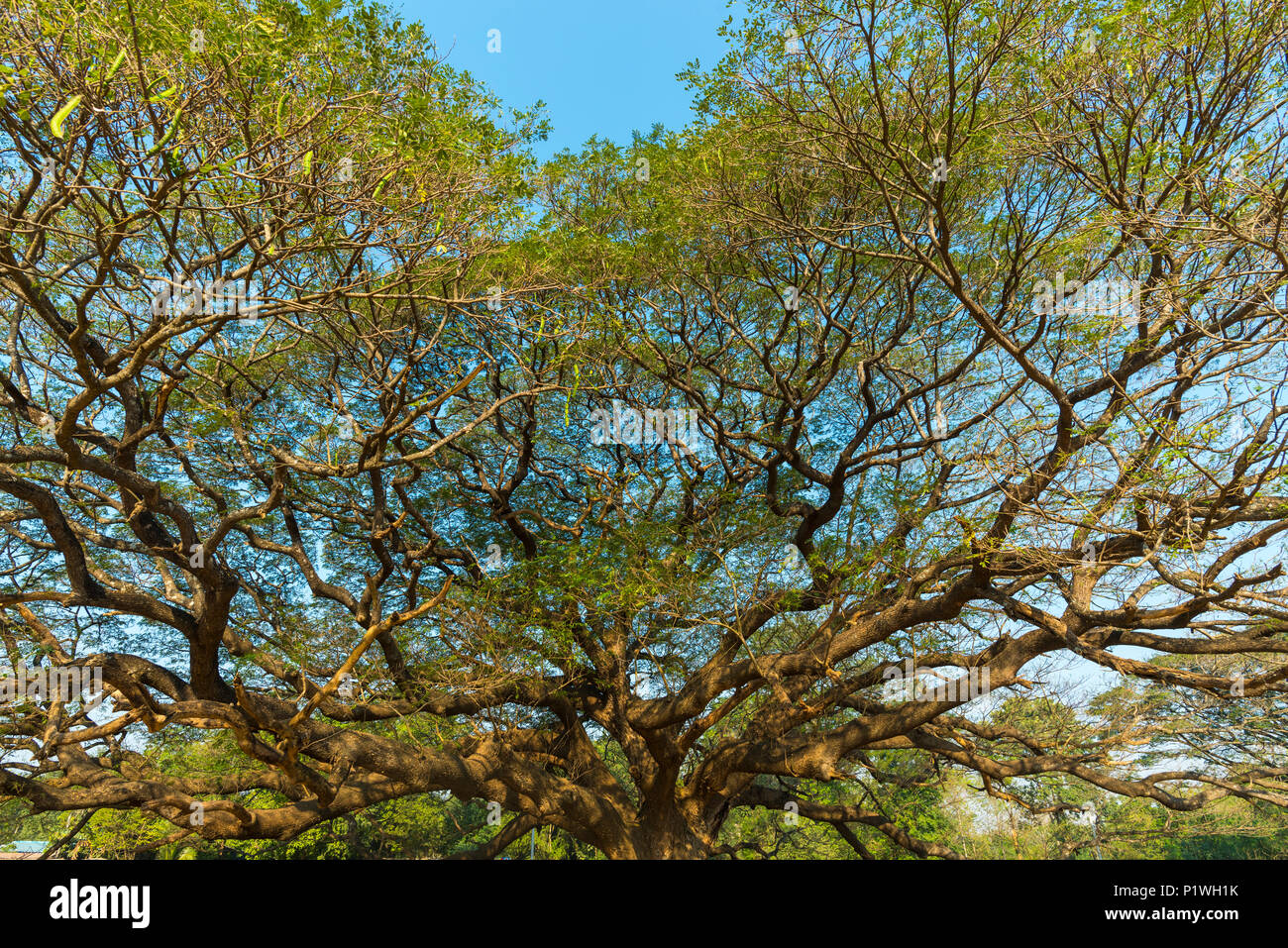 branch of big tree Stock Photo - Alamy