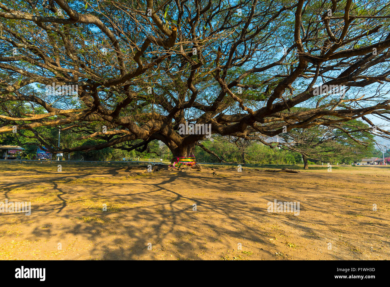 Giant tree kanchanaburi hi-res stock photography and images - Alamy