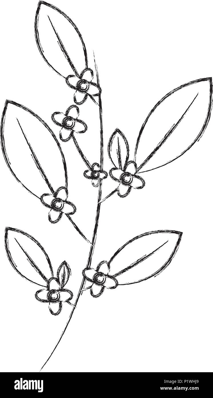 natural branch leaves seeds botanical vector illustration sketch Stock ...