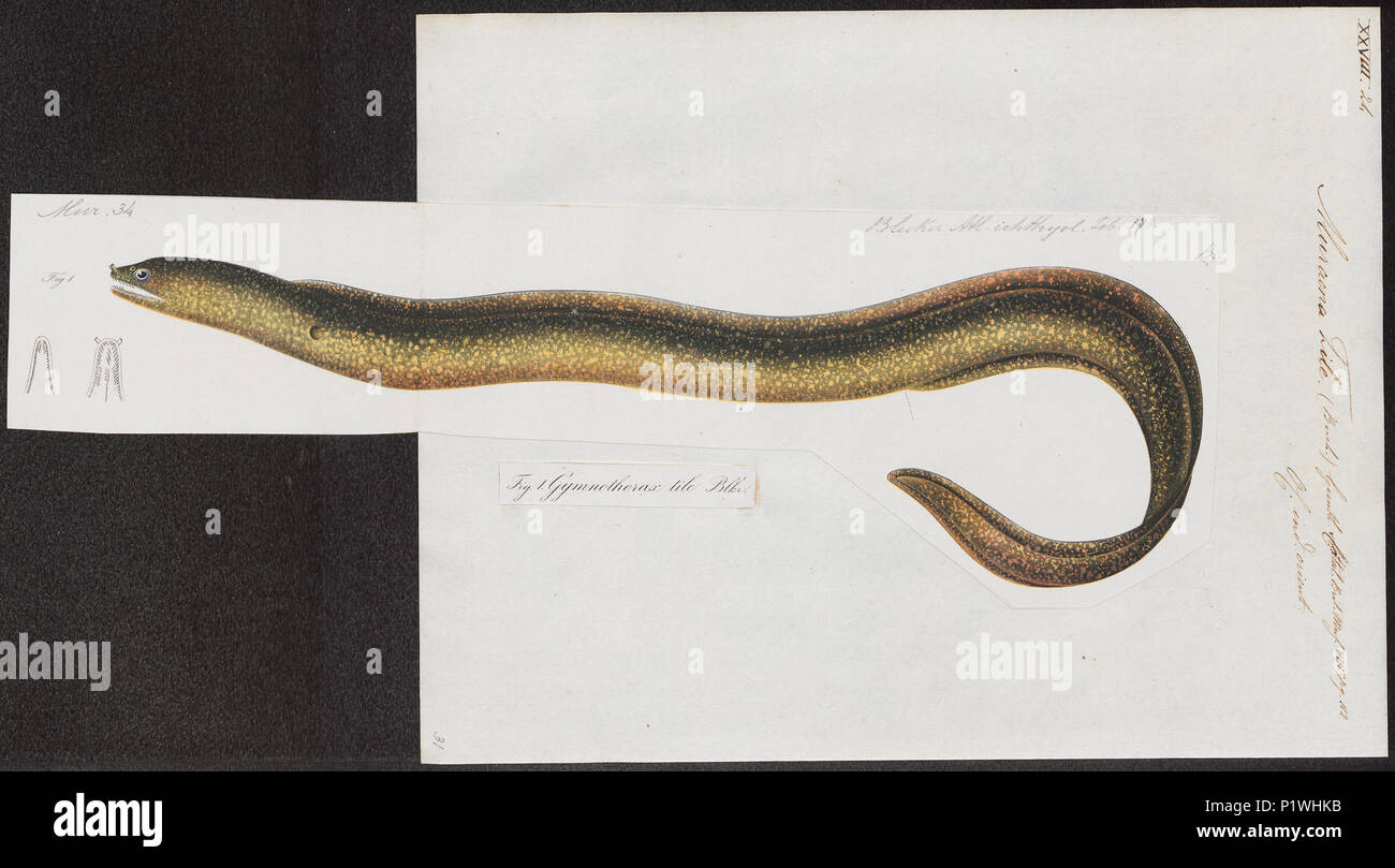 197 Muraena tile - 1864 - Print - Iconographia Zoologica - Special ...
