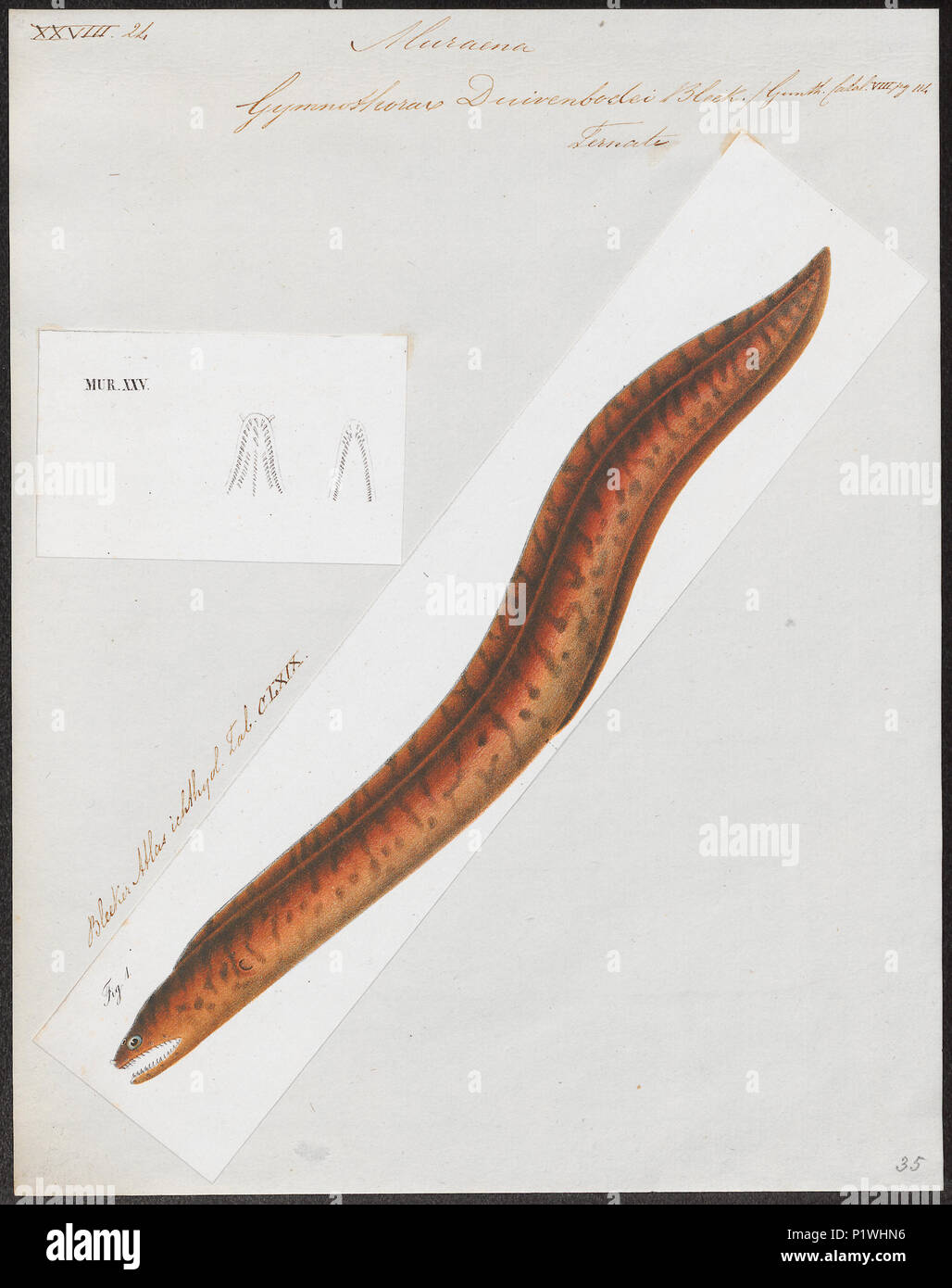 Duivenbodii hi-res stock photography and images - Alamy