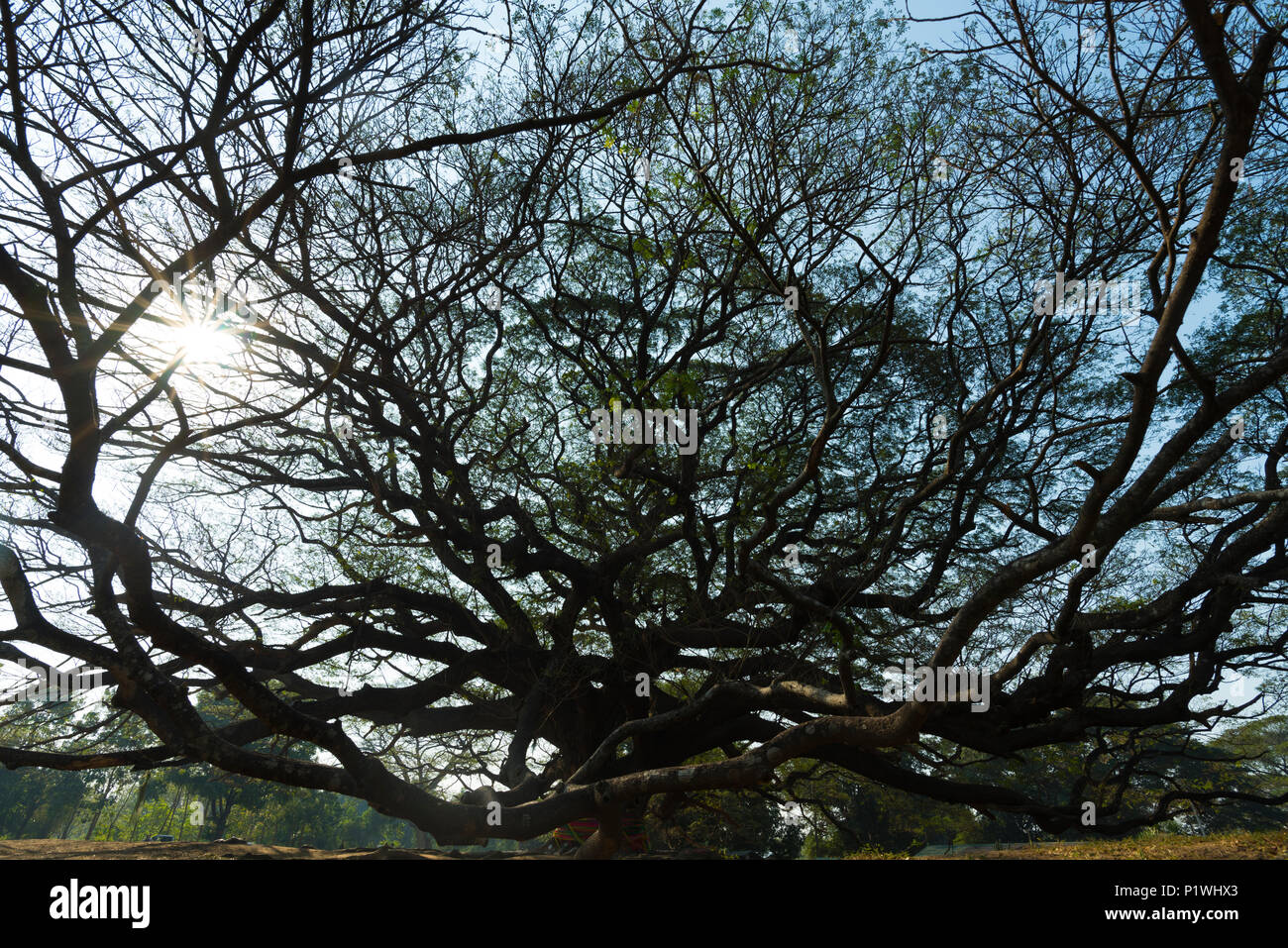 branch of big tree Stock Photo - Alamy