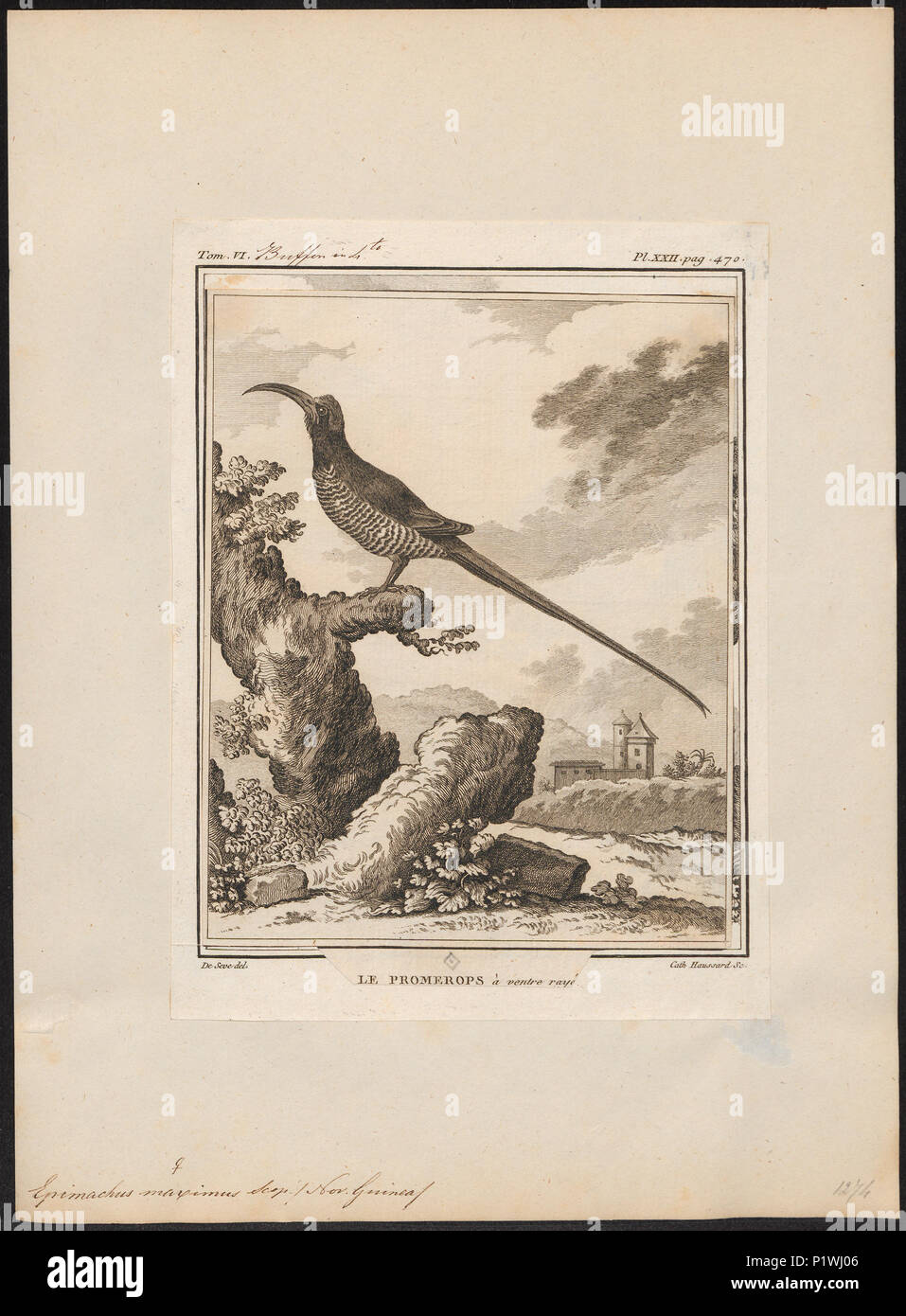 Epimachus maximus hi-res stock photography and images - Alamy