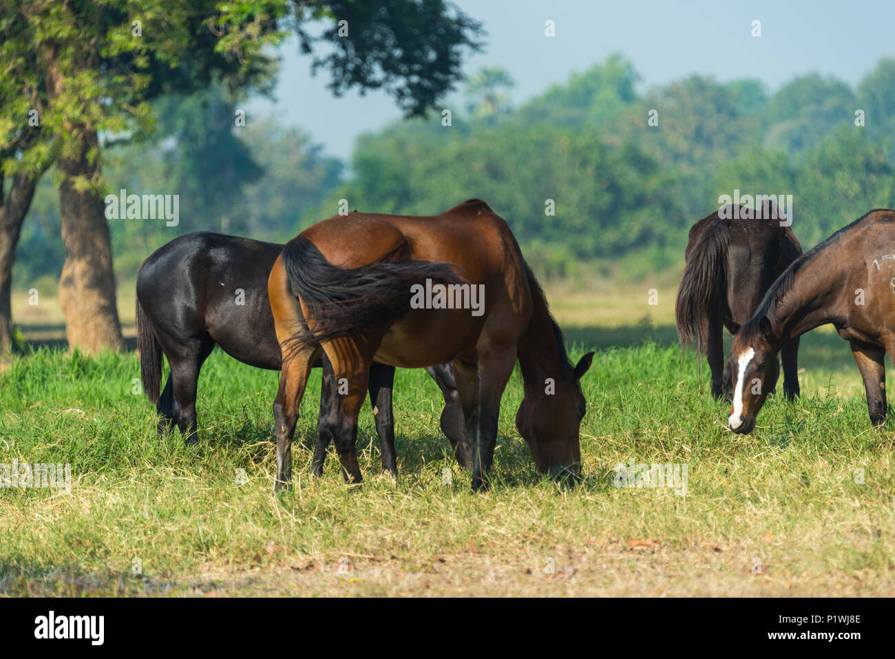 Group of three young horses on the pasture Stock Photo - Alamy