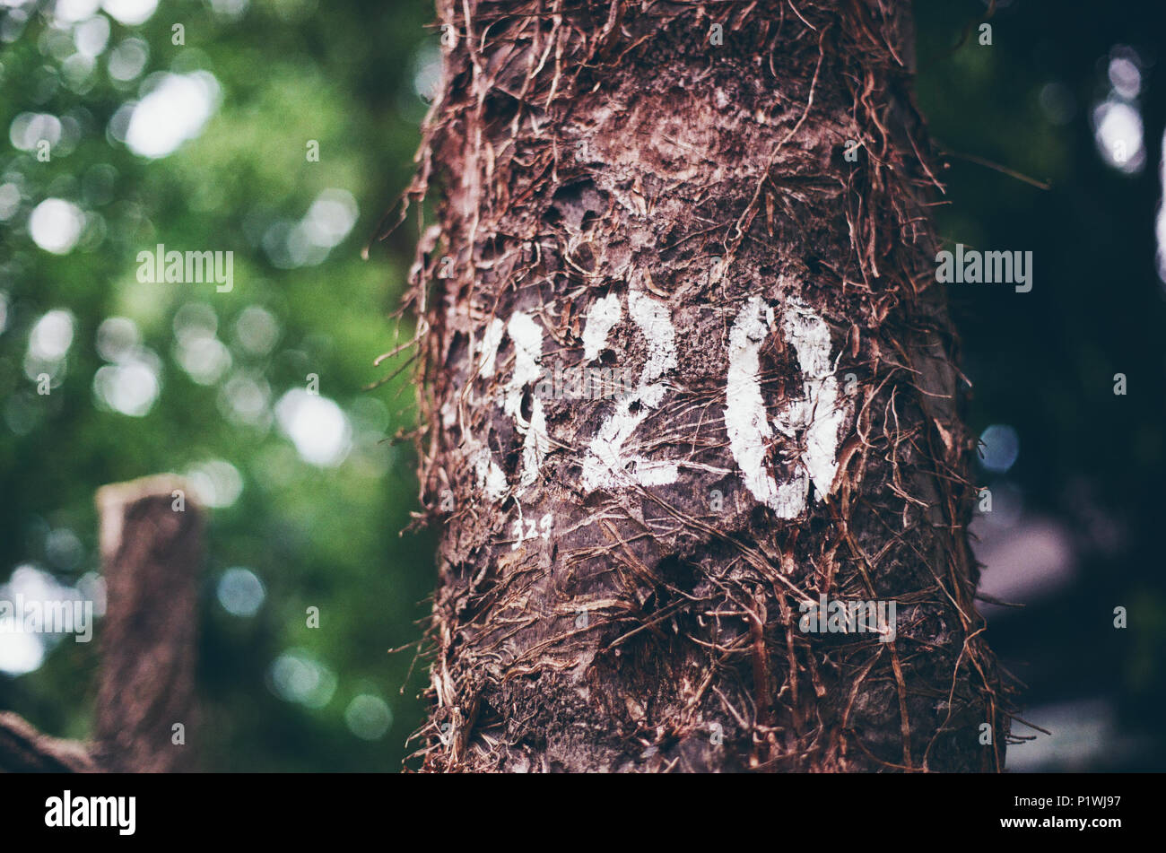 Old tree trunk with number Stock Photo - Alamy
