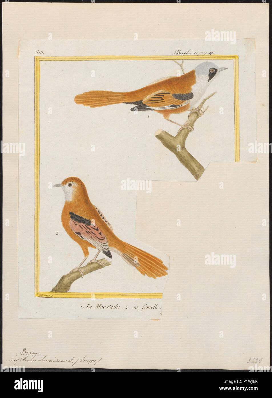 10 Aegithalus biarmicus - 1700-1880 - Print - Iconographia Zoologica ...