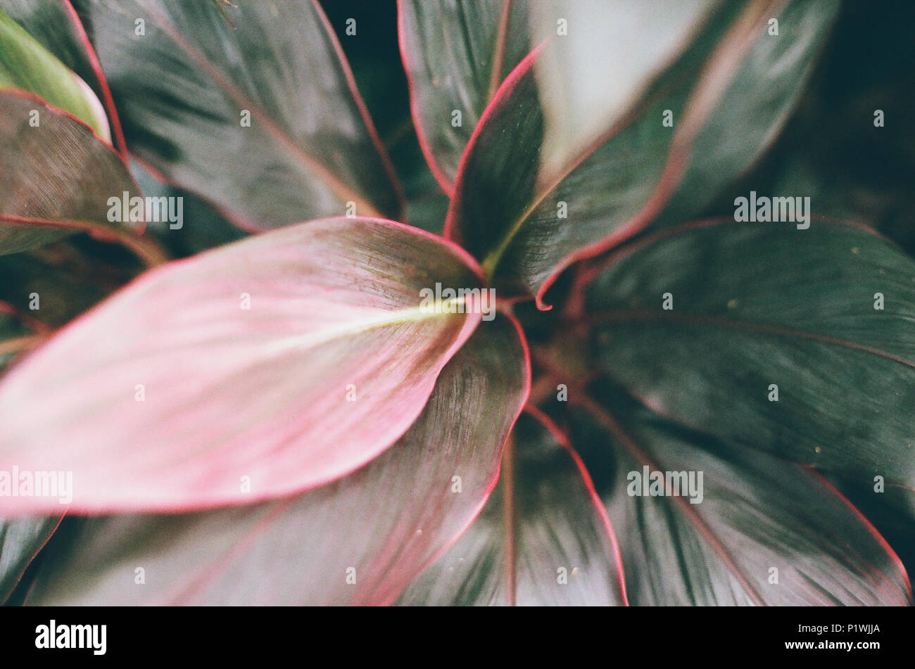 Green Leave Pattern Stock Photo - Alamy