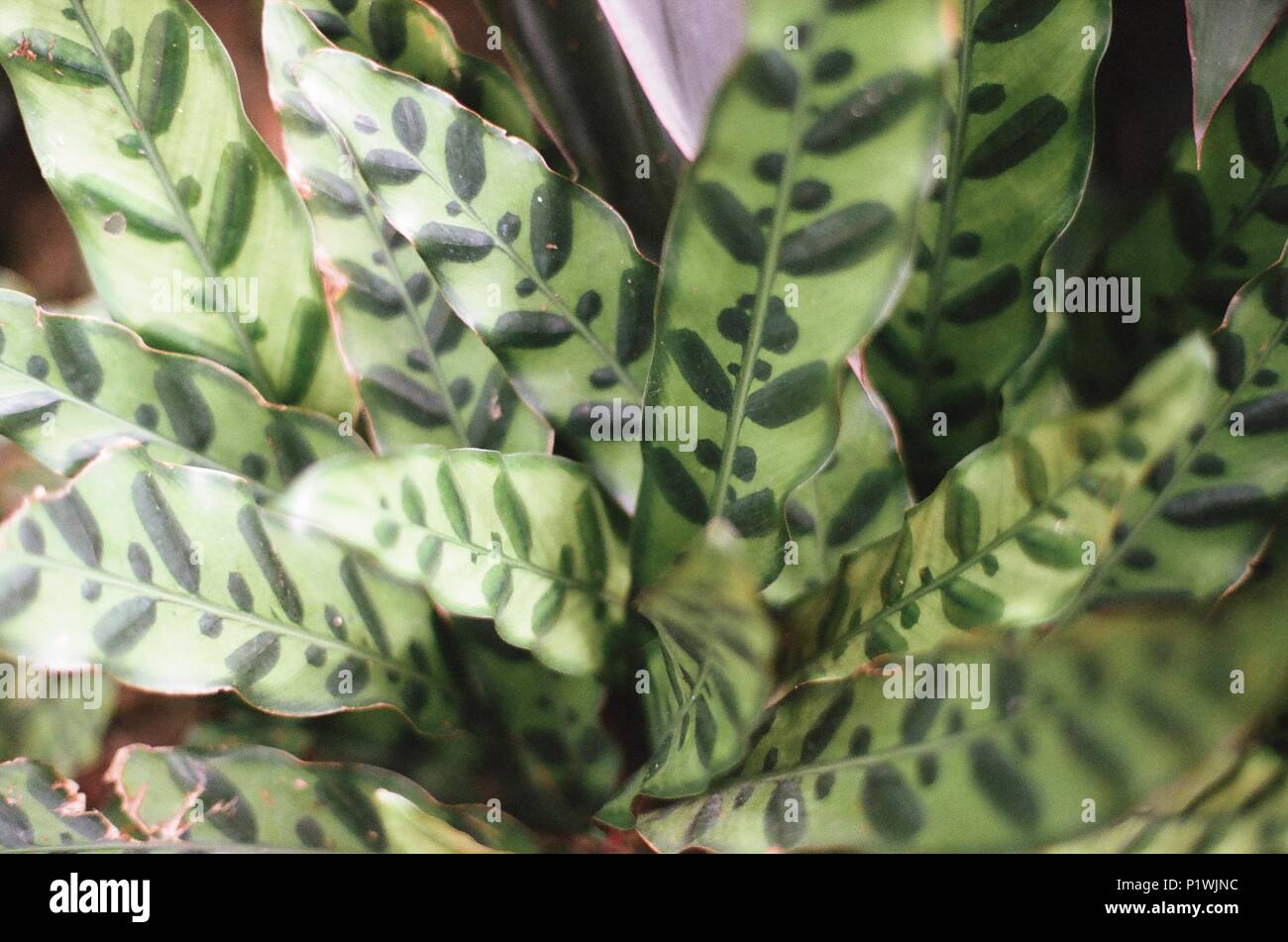 Green Leave Pattern Stock Photo - Alamy