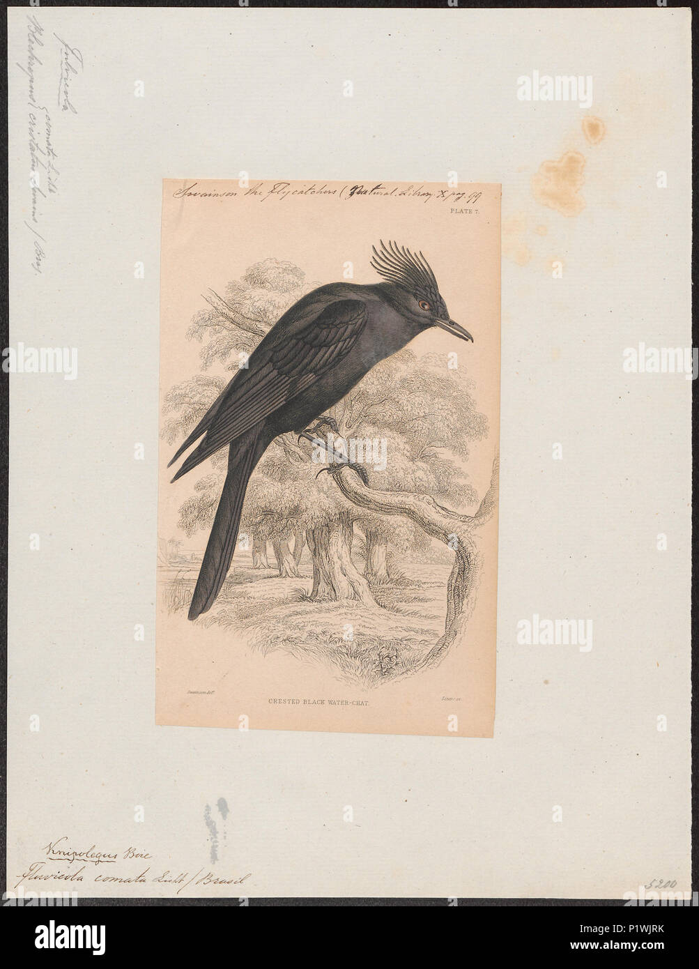 . Fluvicola comata . 1838 125 Fluvicola comata - 1838 - Print ...