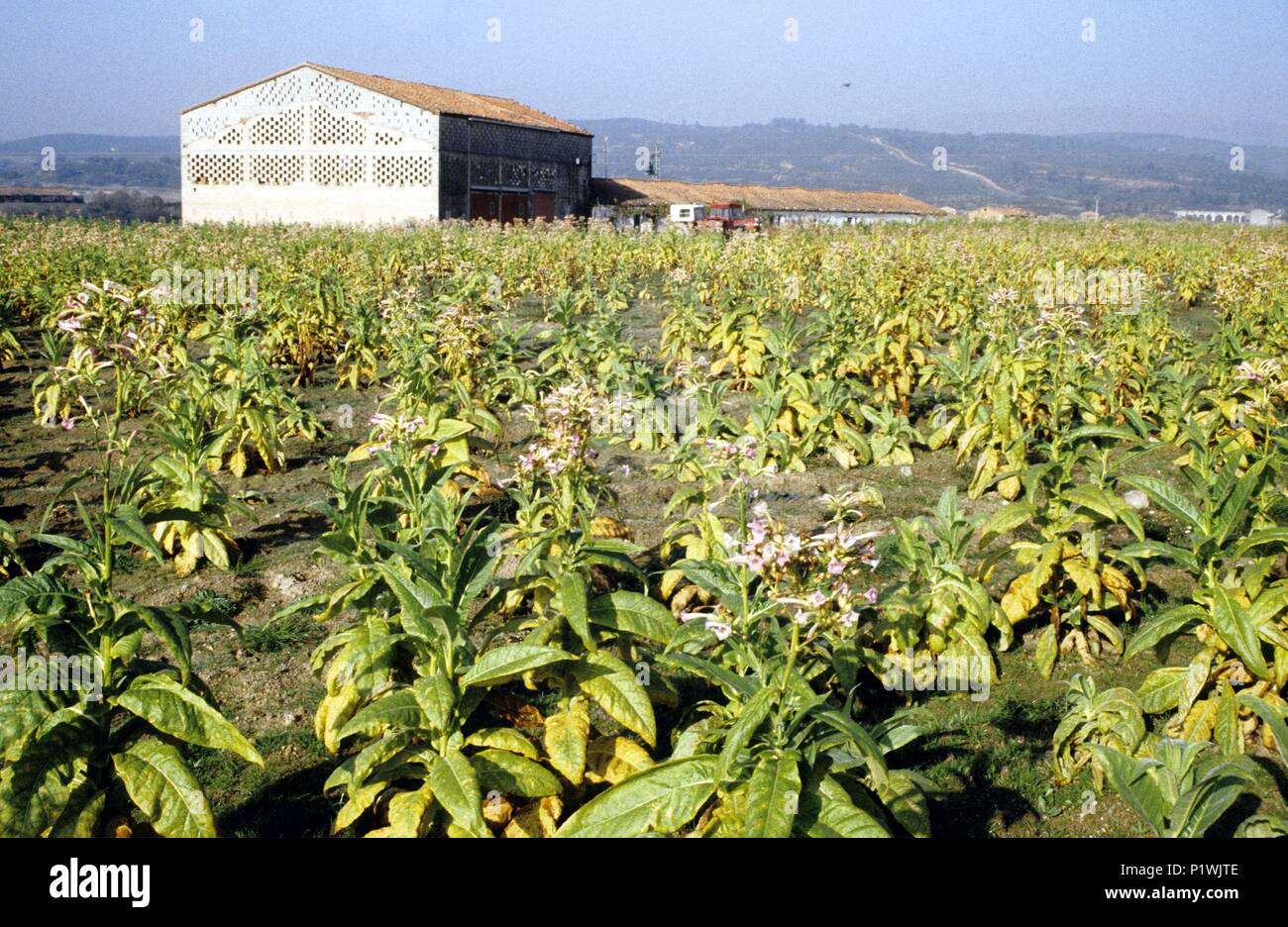 Planta de mata hi-res stock photography and images - Alamy