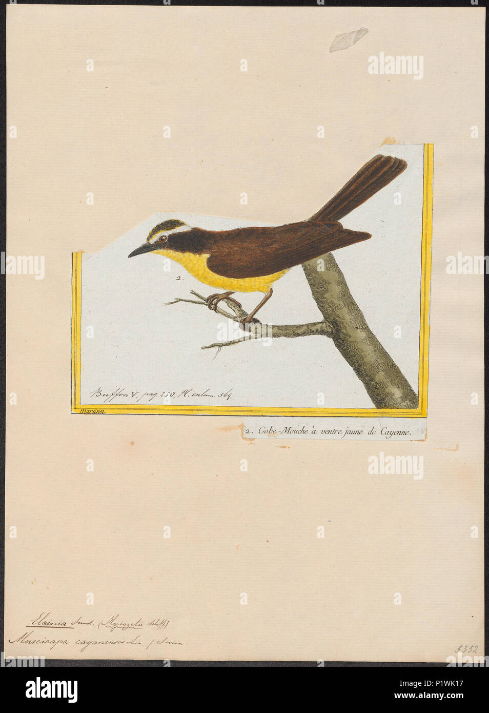 . Elainia cayanensis . between 1700 and 1880 115 Elainia cayanensis ...