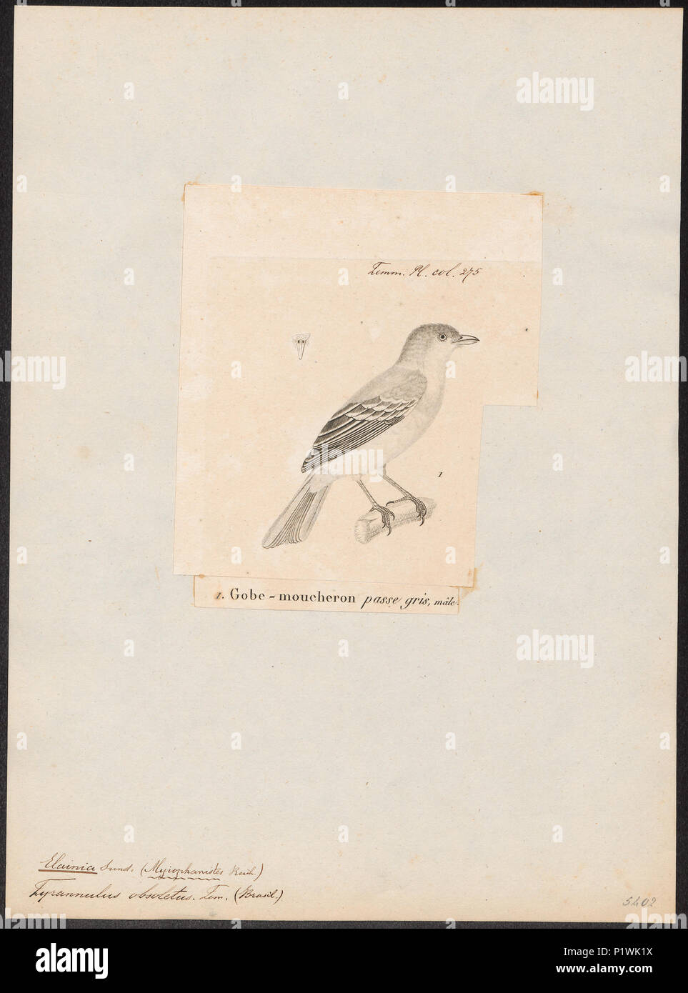 115 Elainia obsoleta - 1700-1880 - Print - Iconographia Zoologica ...