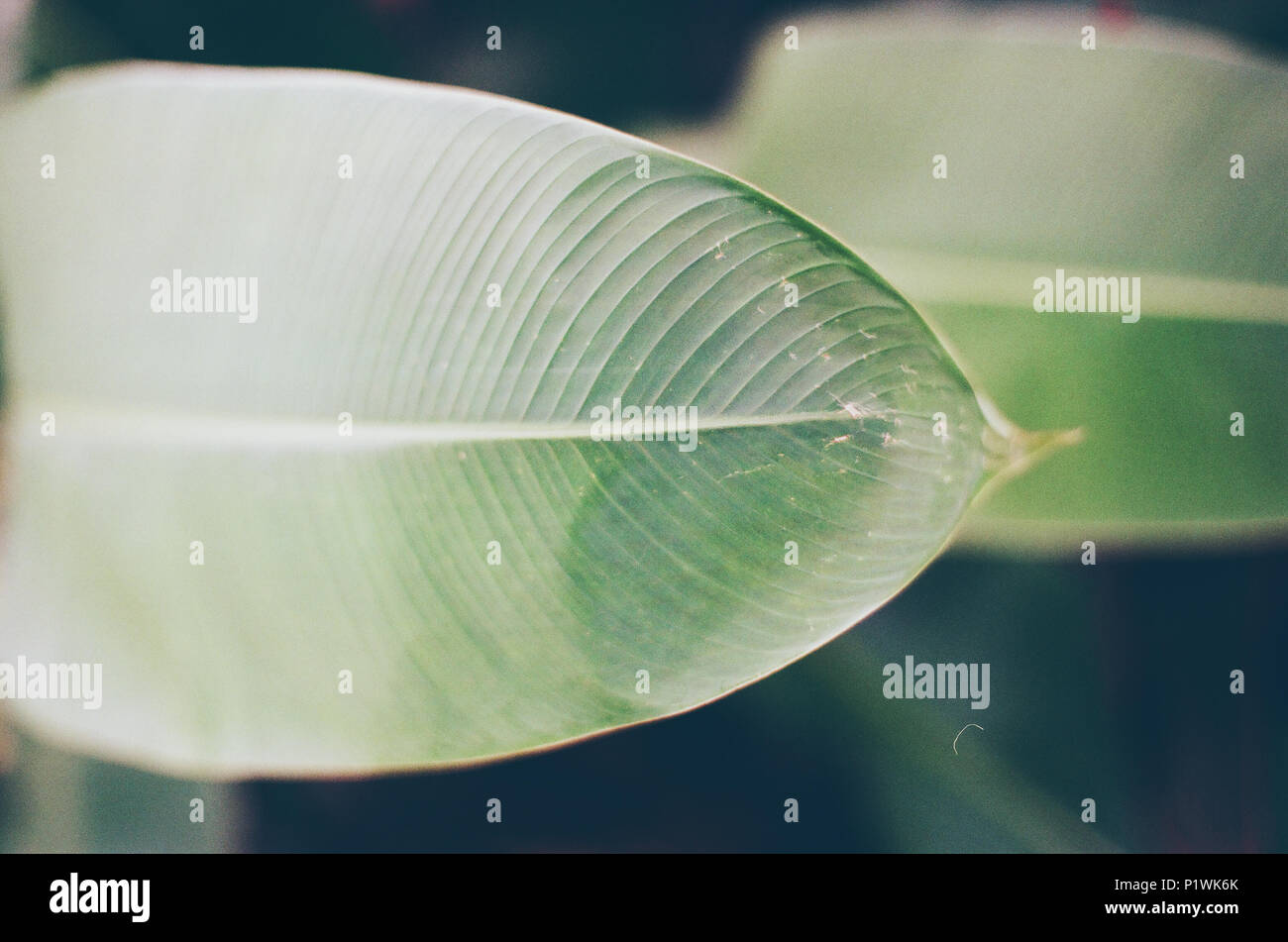 Green Leave Pattern Stock Photo - Alamy