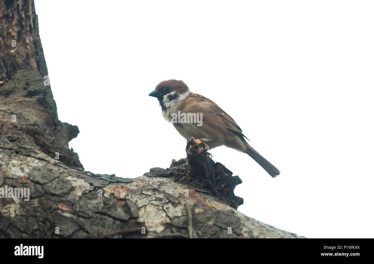 Eurasian Tree Sparrow, Bird isolated on white bank Stock Photo - Alamy